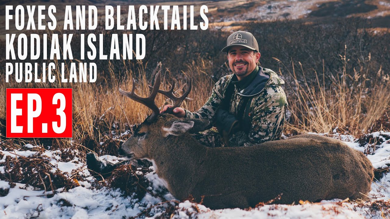 KODIAK ISLAND FOXES AND BLACKTAILS | EP 3 | PUBLIC LAND - YouTube