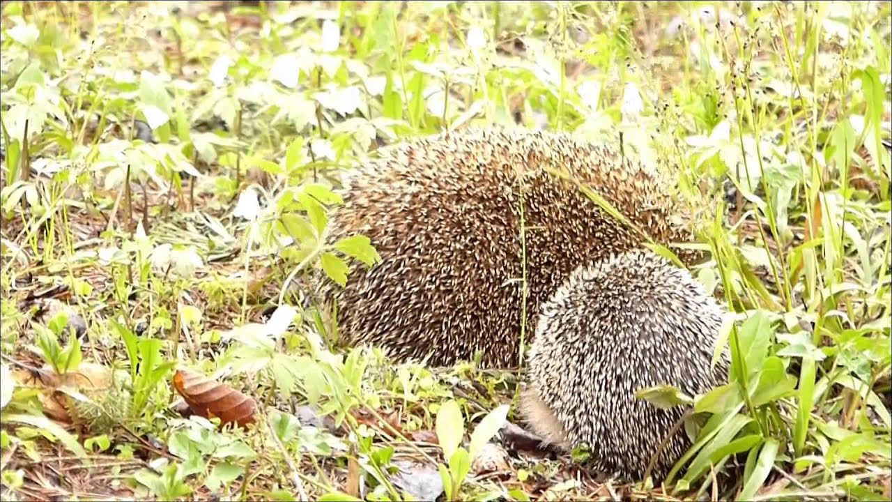 Eastern Hedgehogs in Roela in Estonia 2015 - YouTube