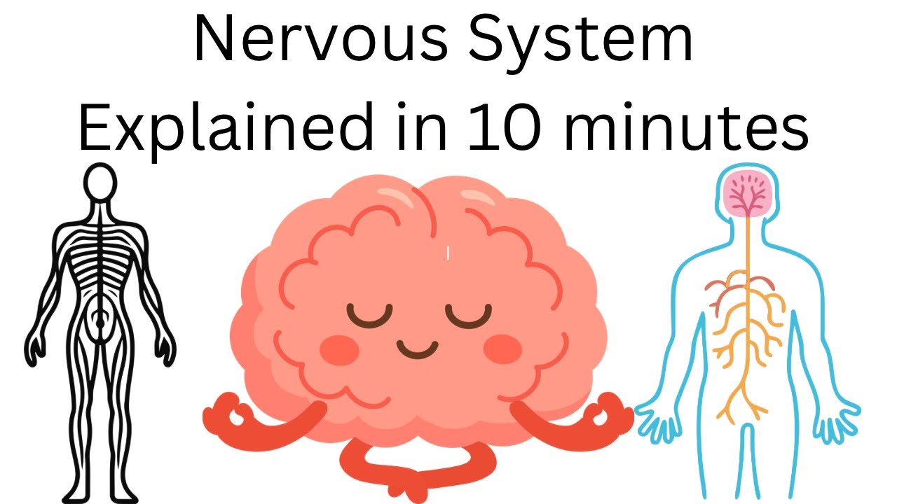 The Nervous System explained in 10 minutes/Central and Peripheral ...
