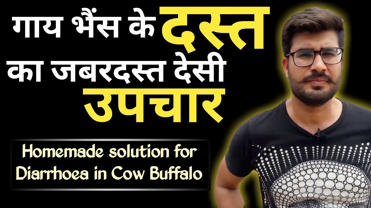 गाय भैंस के दस्त का जबरदस्त देसी उपचार || Homemade remedies for loose ...