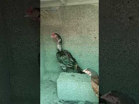 java murgha hi class aseel shoq kare Jave ka mkmal video 📷📸 - YouTube