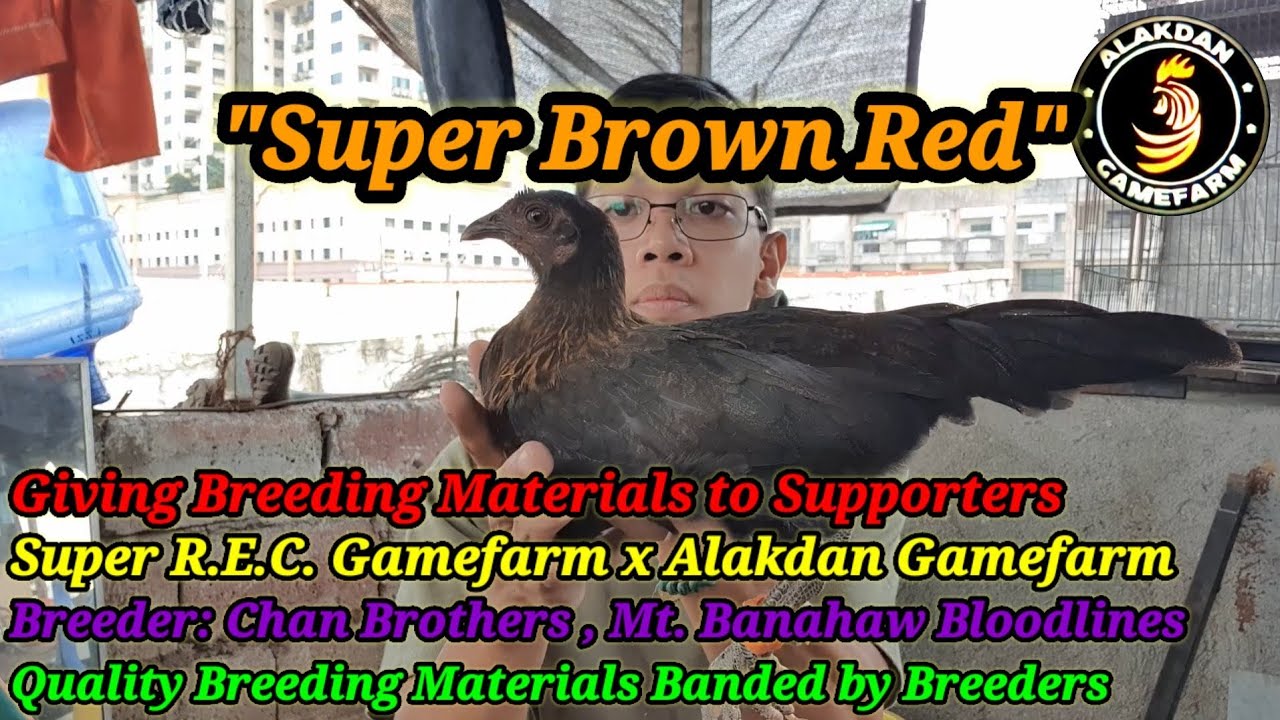 Ep. 21 Giving Breeding Materials to Supporters ll Pure Super Brown Red ...