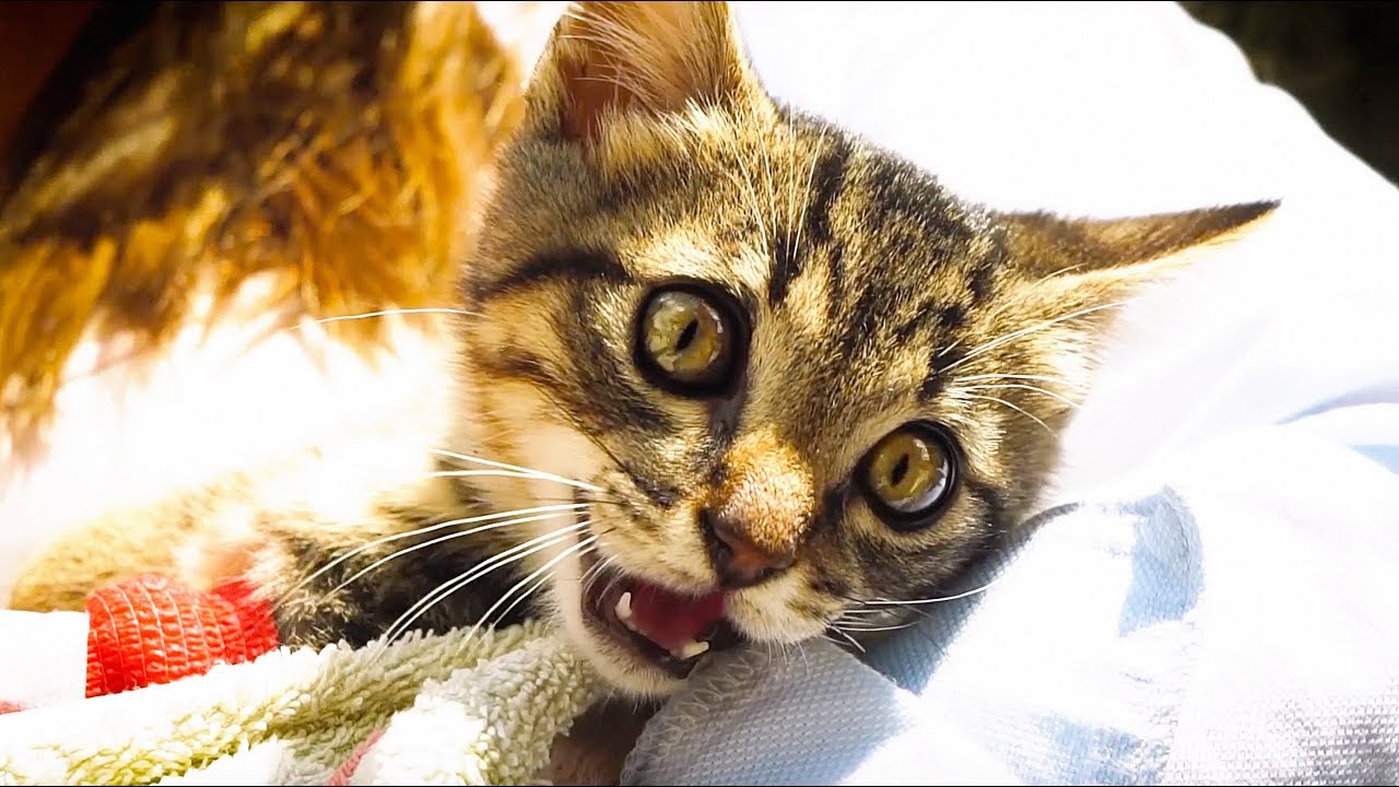 The kitty was so scared and in pain... then everything changed ! - YouTube