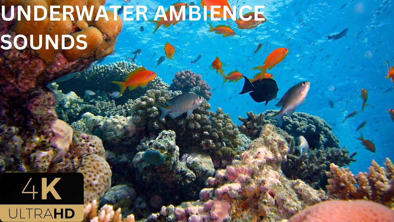 The Meditative Sounds of the Sea 🌊|4K Deep Underwater🐟 Ambience with ...