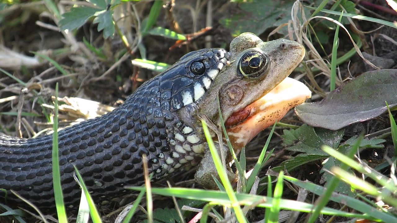Frog being eaten by Grass Snake in the Danube Delta - Ibis Tours - YouTube