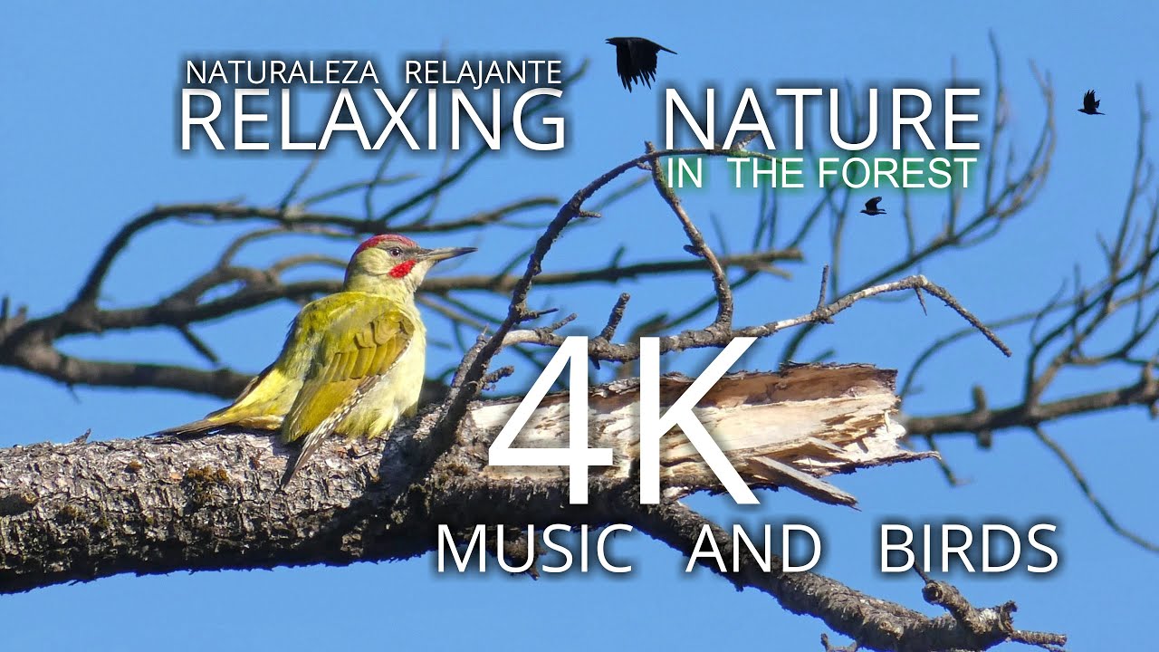 🎧 RELAXING NATURE. IBERIAN GREEN WOODPECKER AND BIRDS SINGING IN THE ...