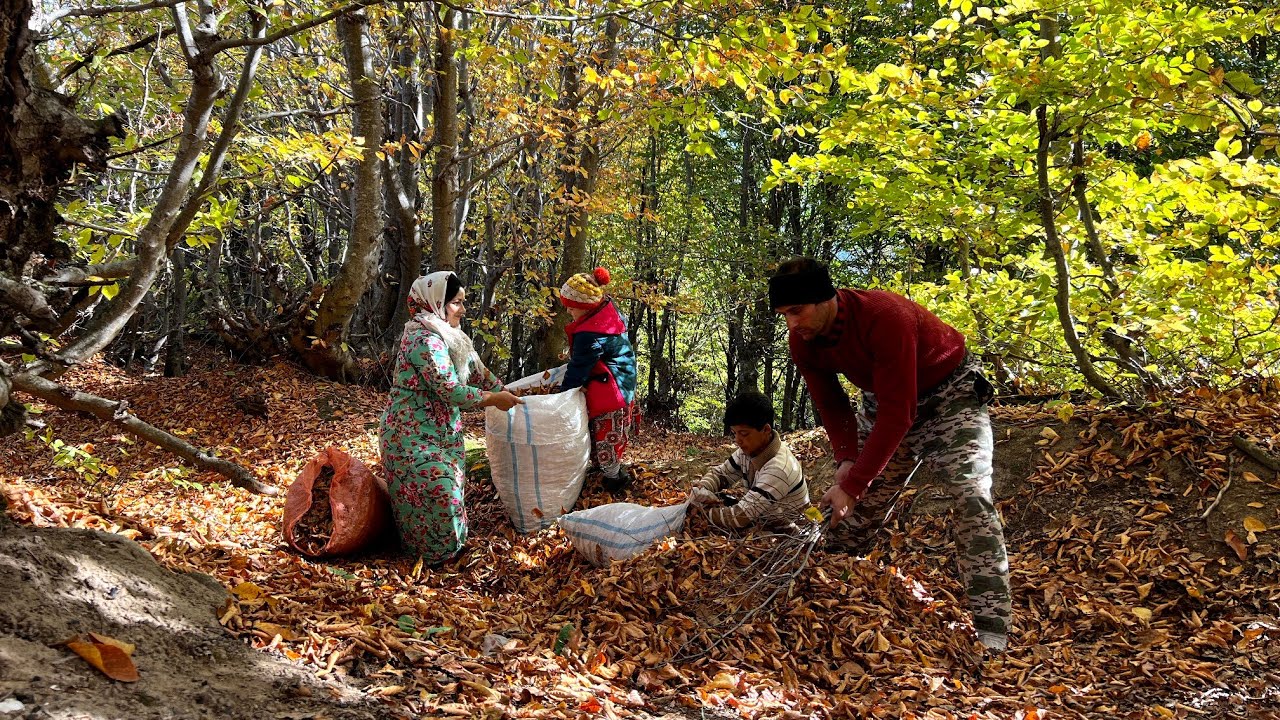 Collecting Autumn Leaves from the Forest to Dry the Sleeping place of ...