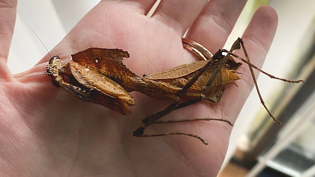 what happened? (dead leaf pinning, new ghost mantis) - YouTube