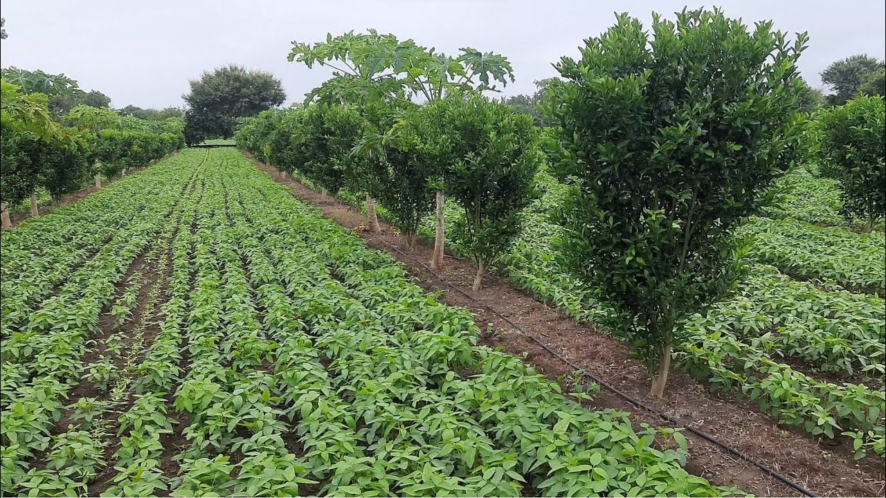 Efficient Farm Management : Intercropping "Soybean and Orange using ...