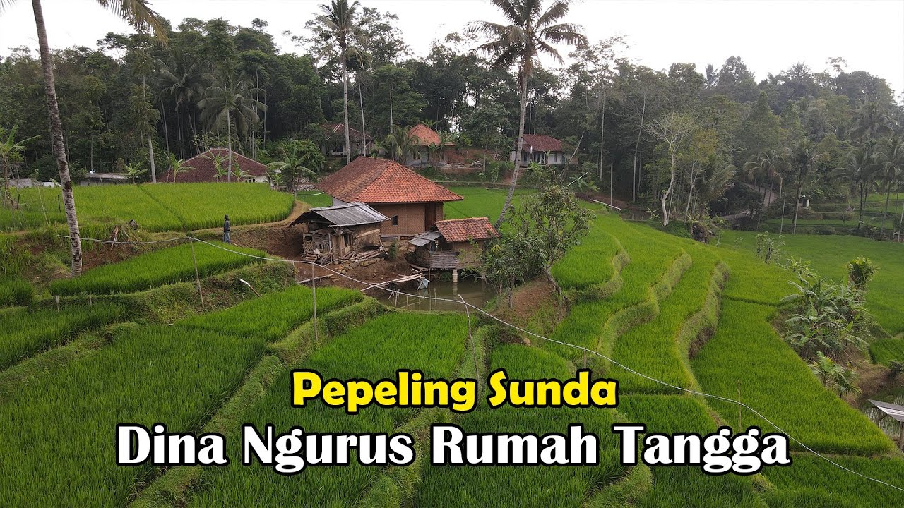 PEPELING SUNDA, DINA NGURUS RUMAH TANGGA (Cihurip, Garut Selatan, Jawa ...
