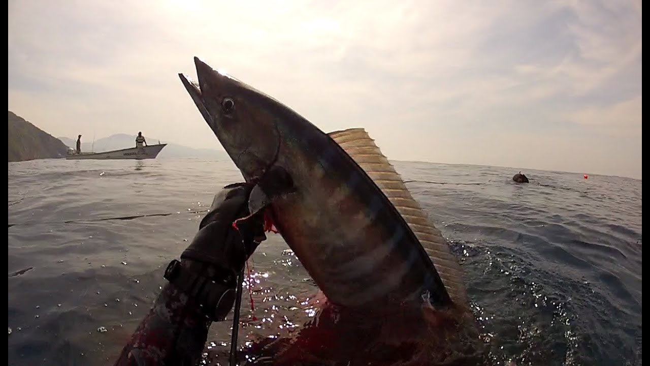 Spearfishing GDL wahoo Mexico 2016 - YouTube