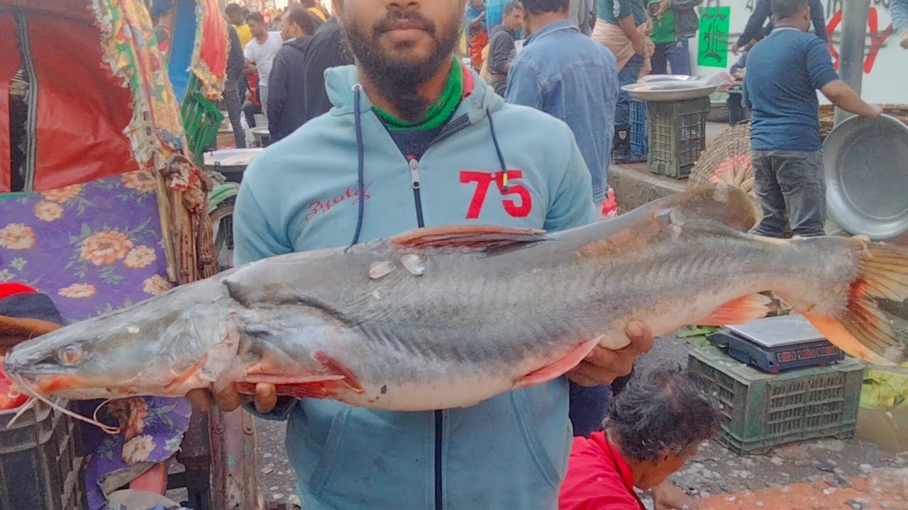 I Never Seen || Giant Air Fish Cutting Live In Fish Market | Big air ...