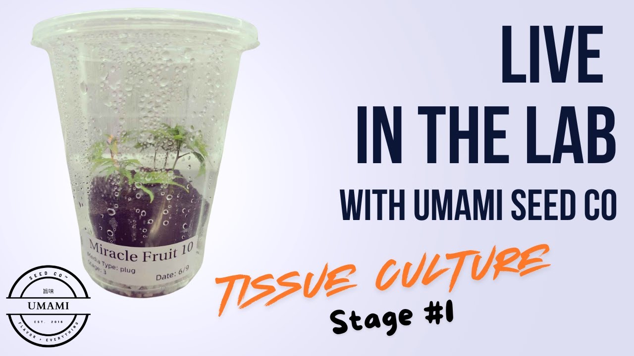 Umami Seed Co.™ is live! TC Stage 1 Demo - YouTube