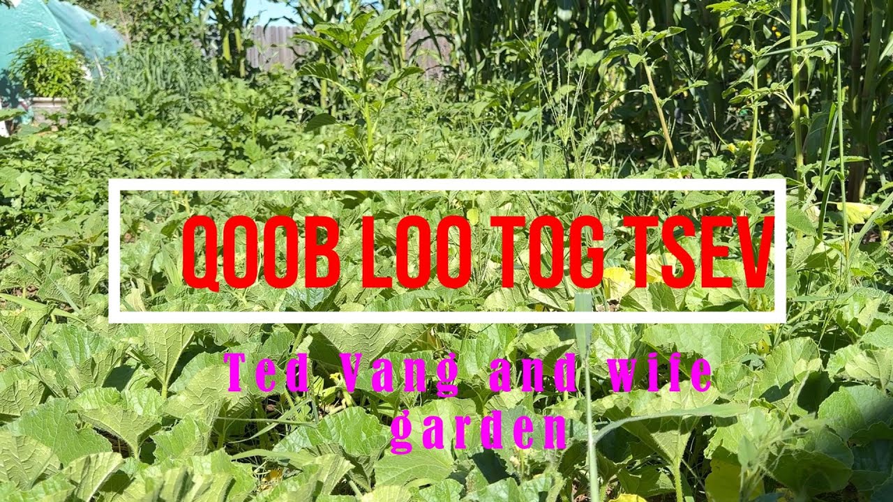 Qoob Tog Tsev DIB PAG HMOOB, DIB HMOOB, POB KWS, TAUM, ZAUB IAB, ZAUG ...