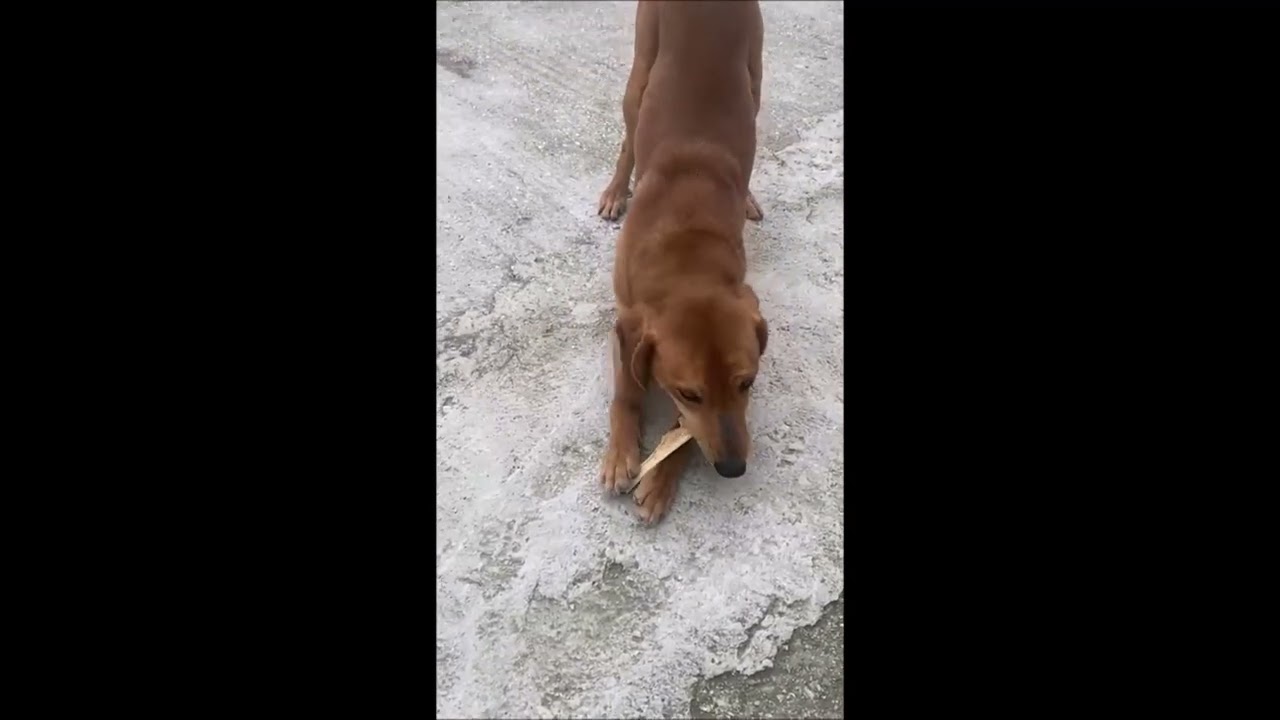 How Much Pg600 Should I Give My Dog