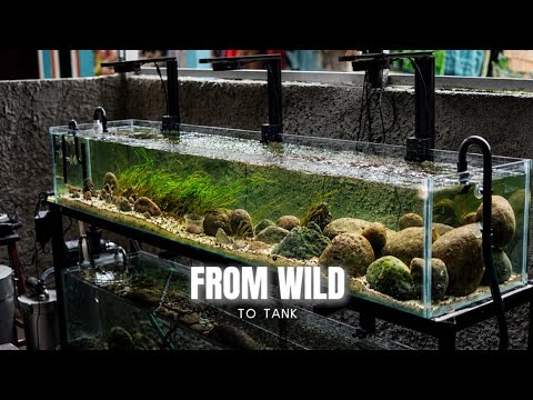 I Traveled 18 Hours to Catch Wild Fish for My Aquarium