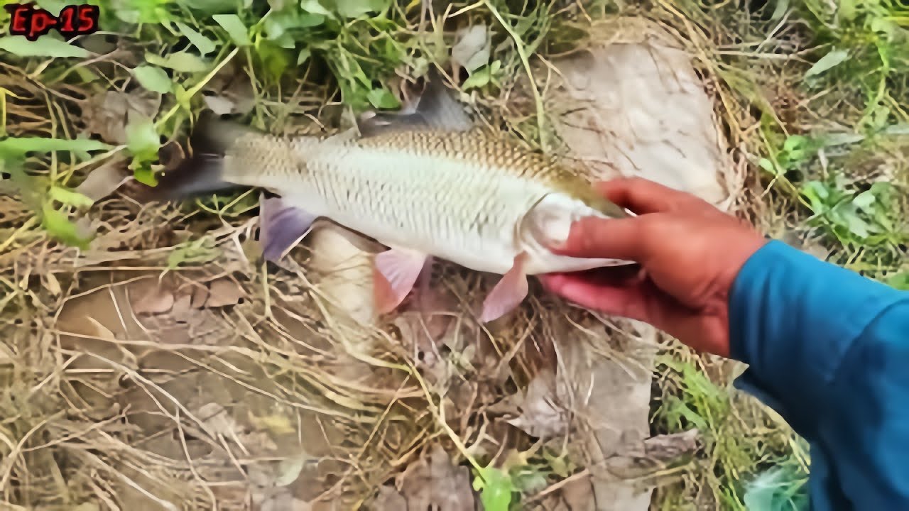 Ep -15 Saka catch big black gold fish 🐠🤩 साका ने ब्लैक गोल्डन रोहू फिश ...