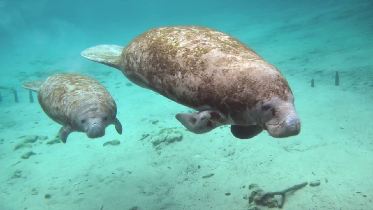 12 cosas que debes saber al nadar con Manatíes - YouTube