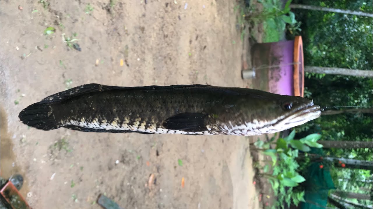 Varal pidutham Kerala 2 _ Snake head fishing 🎣 - YouTube