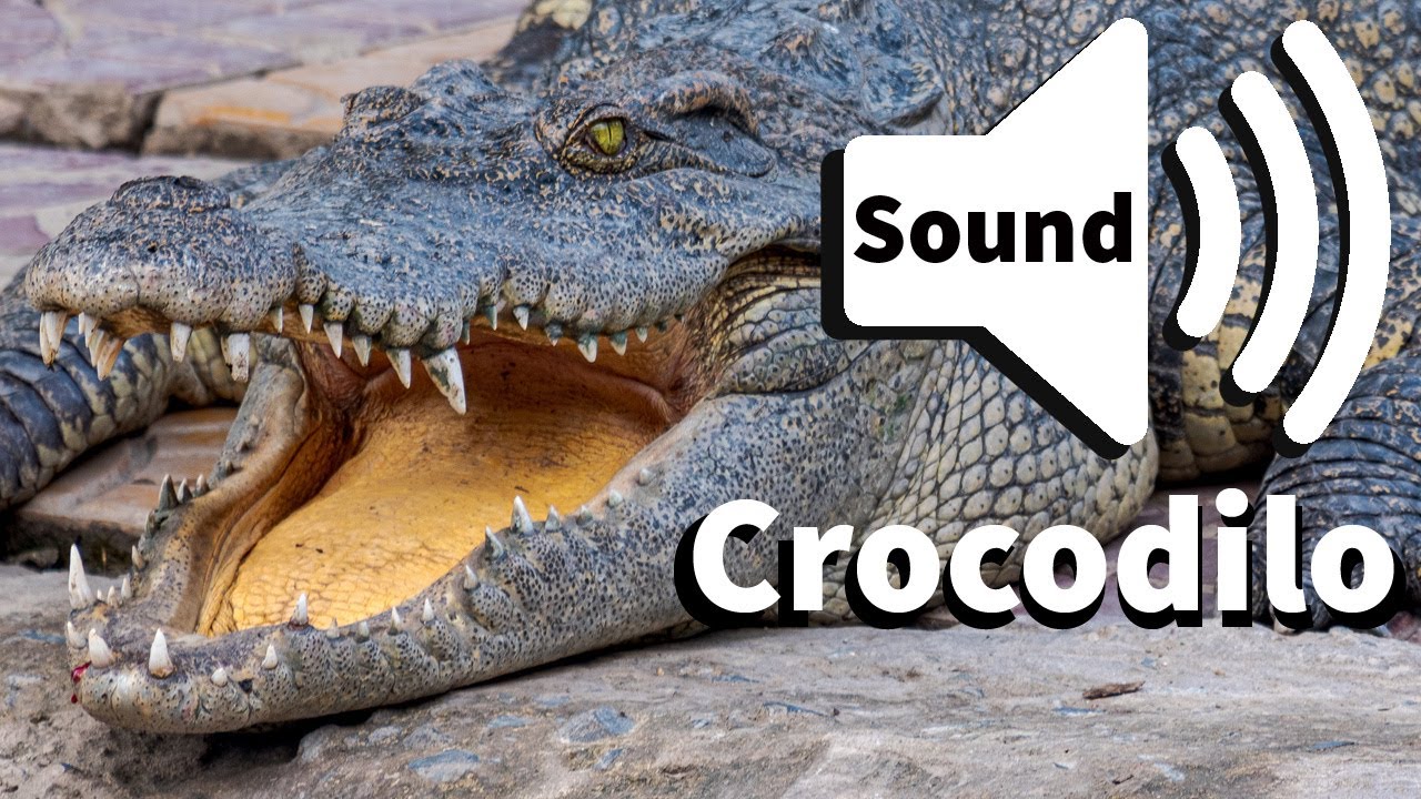 Som do Crocodilo - Crocodile sound - YouTube