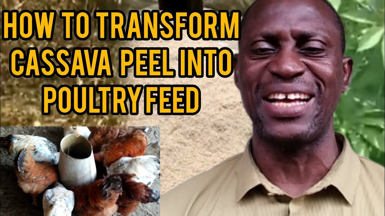 How to Transform Cassava Peel into Poultry and Livestock Feed ...