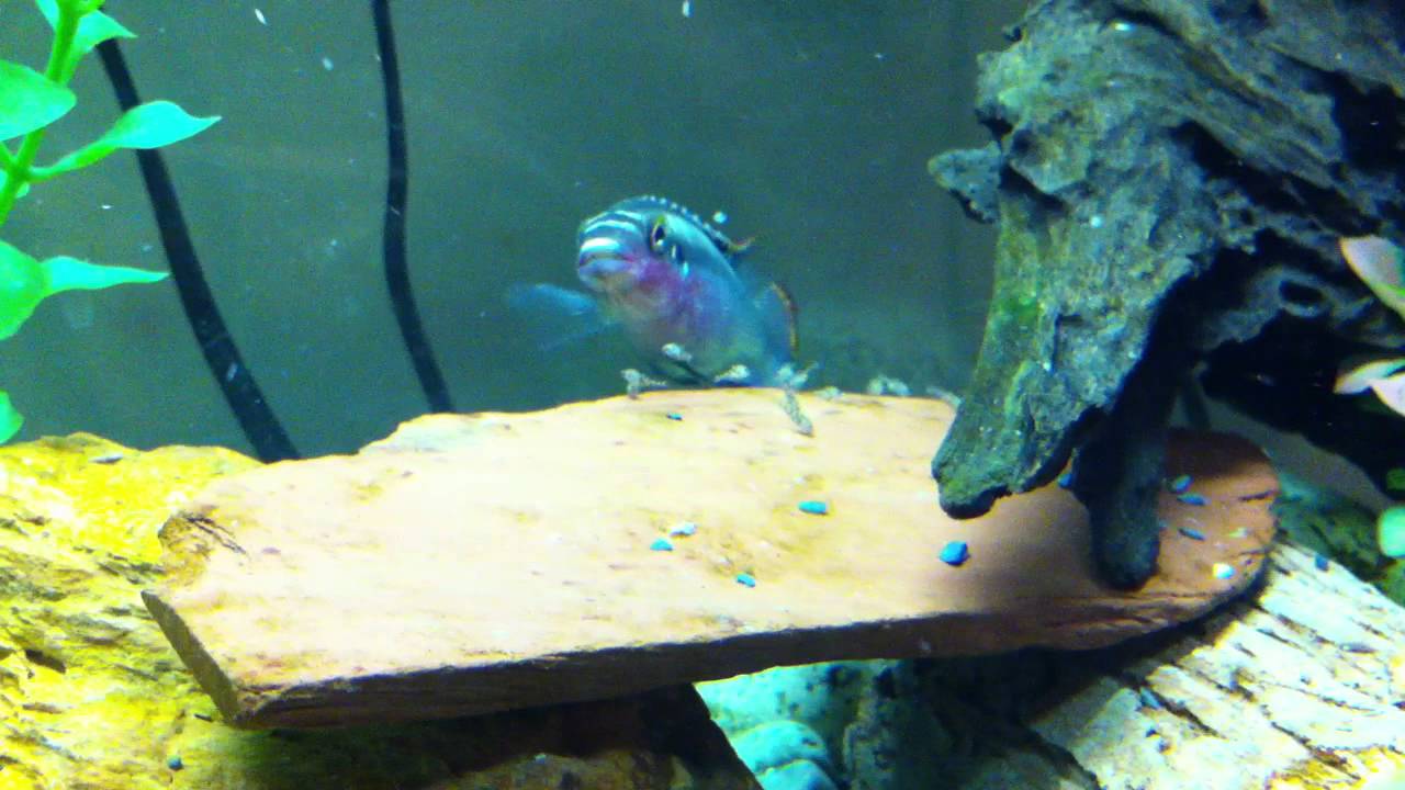 Male Krib (Kribensis Cichlid) Protecting Babies - YouTube