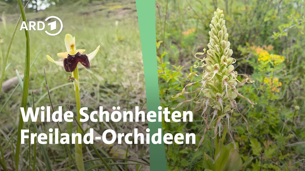 Wilde Orchideen: Geschützte Schönheiten | MDR Garten - YouTube
