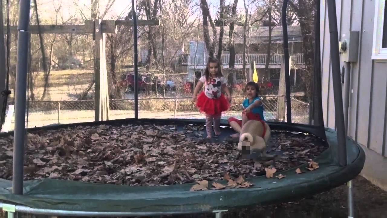Pug Poops on Trampoline - YouTube