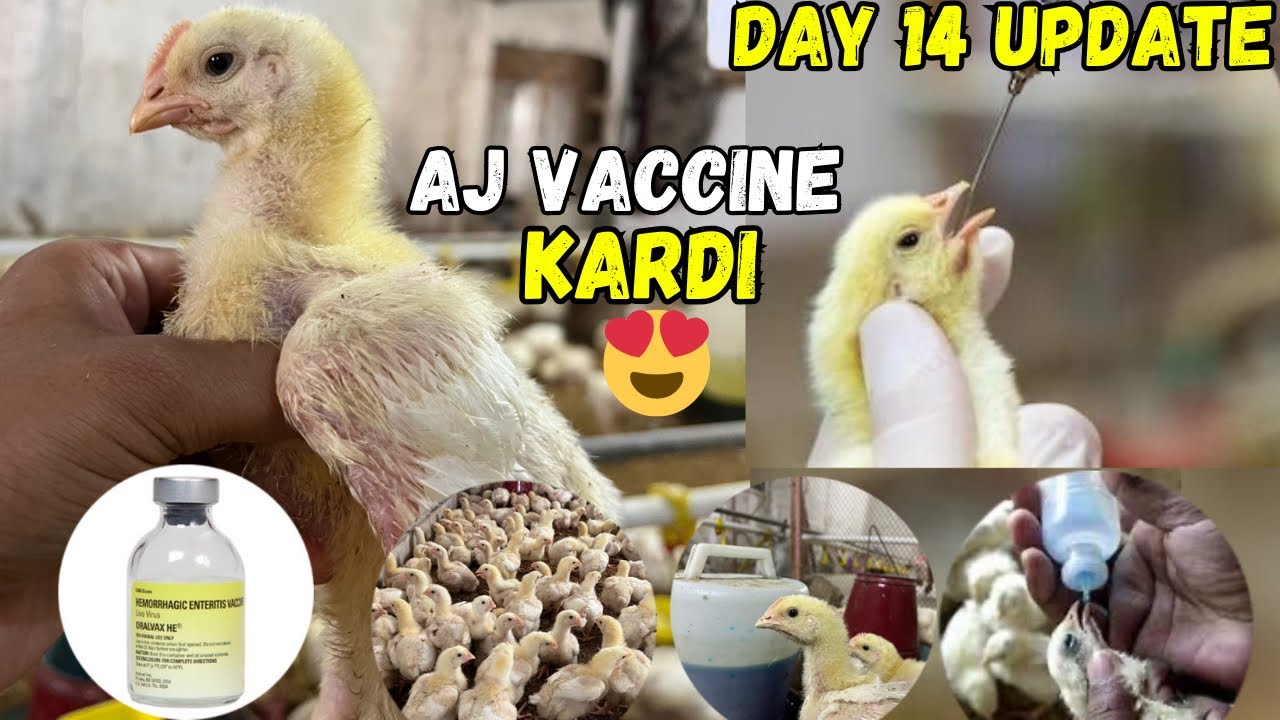 Live vaccination in broiler farming 😱 ️ | broiler farming day 14 | ND ...