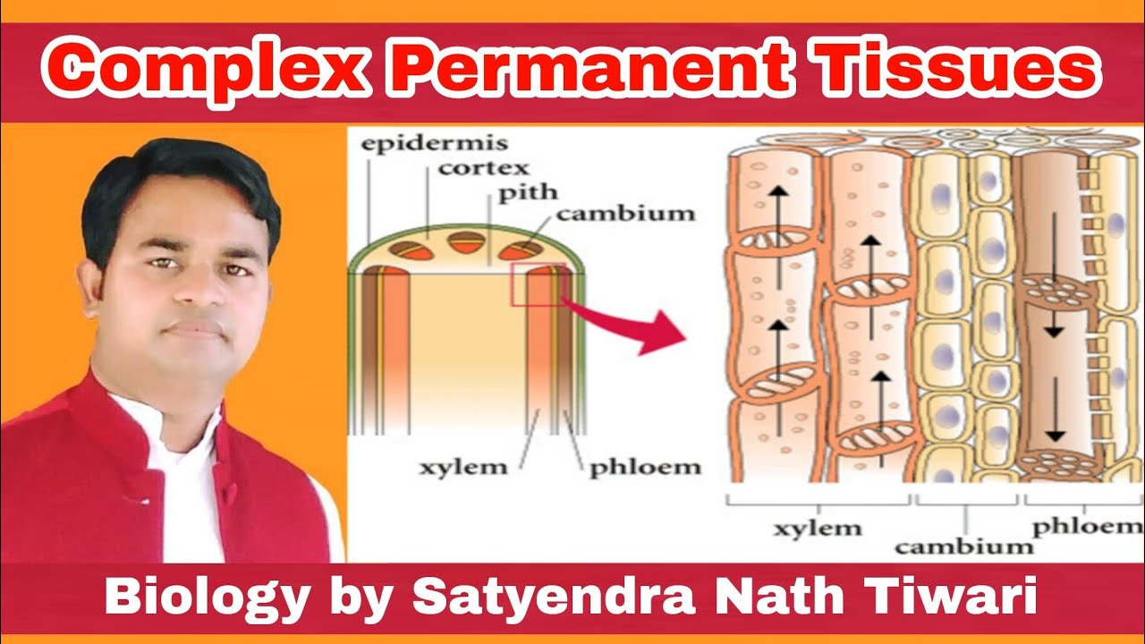 Complex Permanent tissue, Xylem, phloem, tissue, Biology - YouTube
