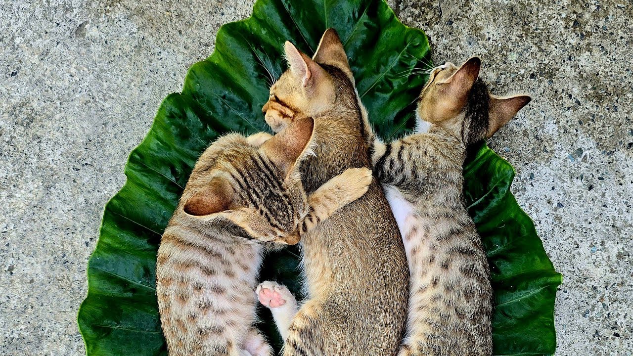 Cute kittens sleep, wake up, play and then again sleep #cute #cat # ...