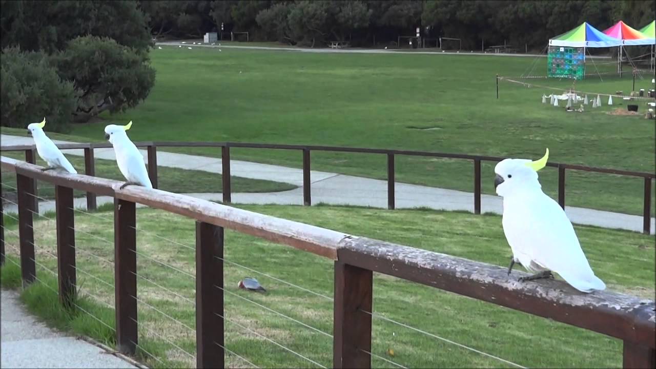 Cacadu. Cockatoo - YouTube
