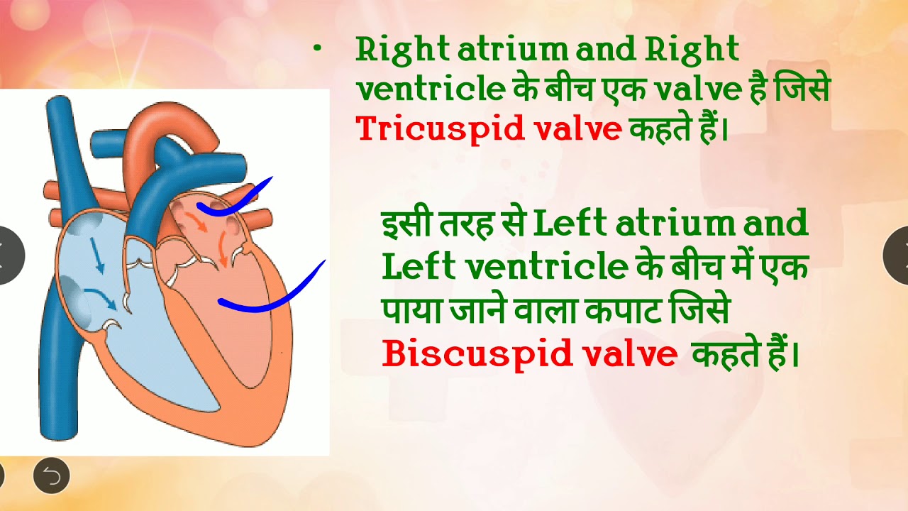 The Human Heart - YouTube