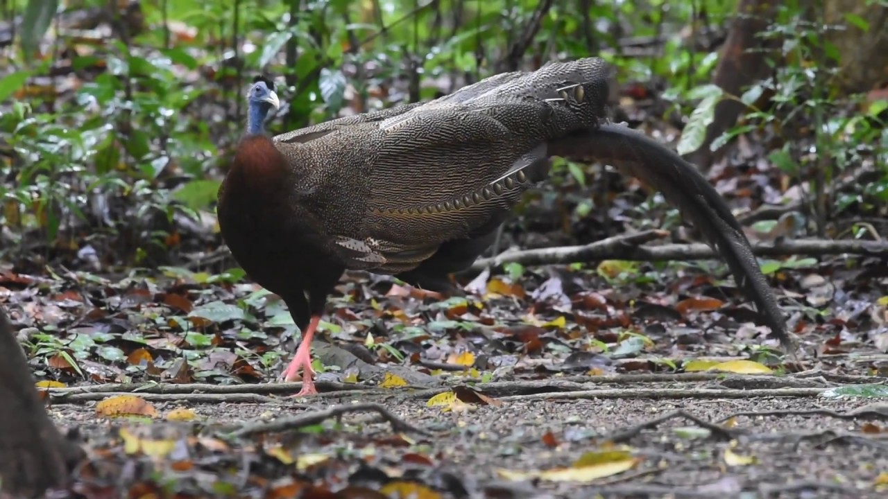 Great Argus Pheasant - YouTube