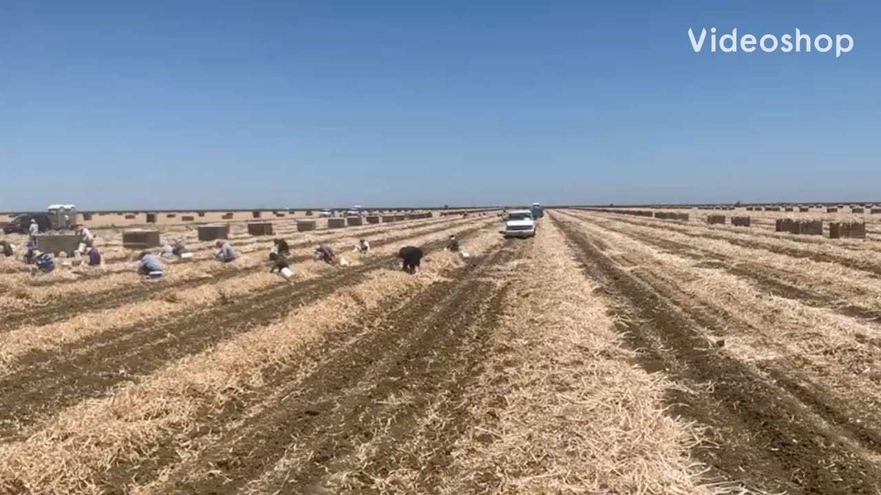 Tapeada de ajo en california saludos raza animo - YouTube