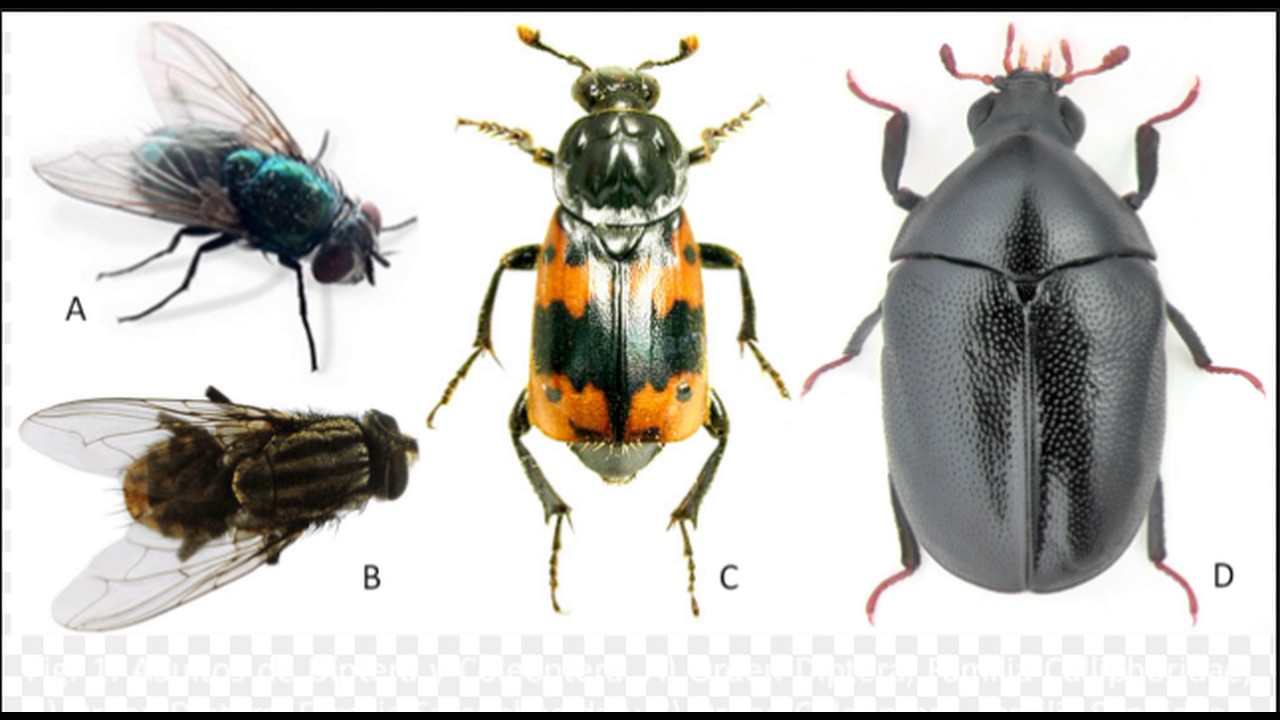 Inhibidor de Quitina - YouTube