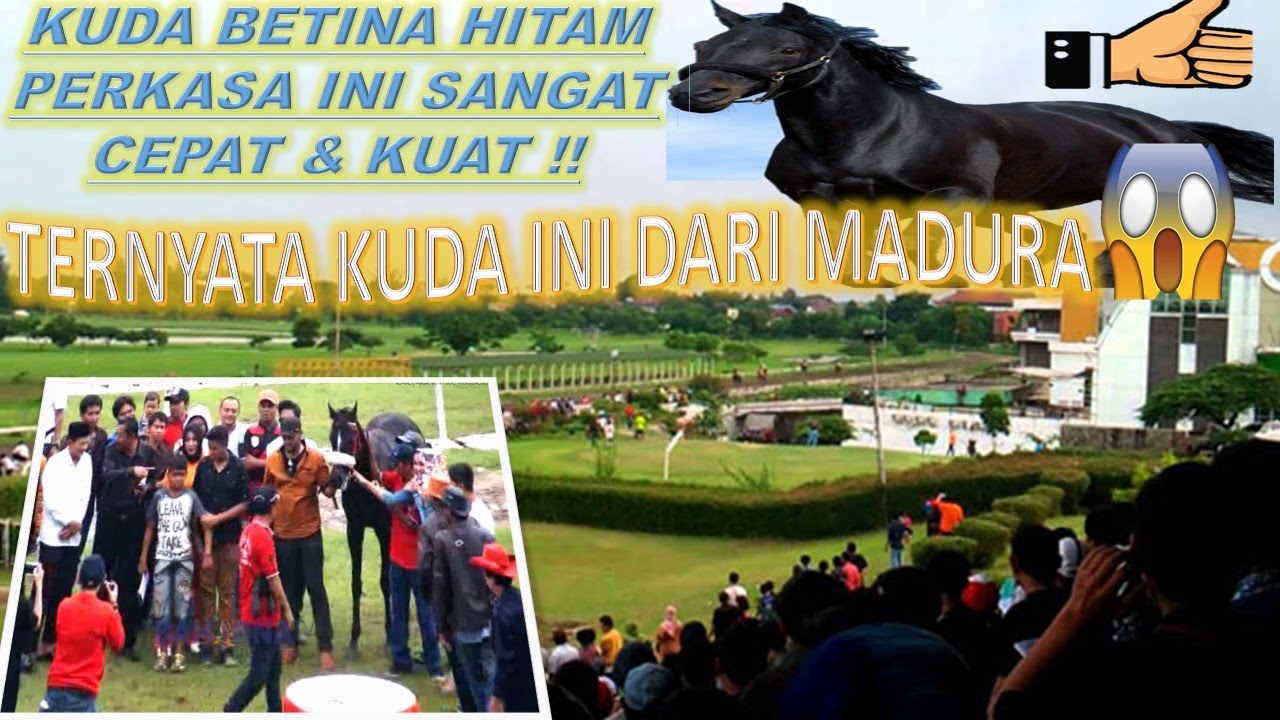 KUDA BETINA HITAM INI SANGAT PERKASA, CEPAT & KUAT DI LINTASAN PACU ...