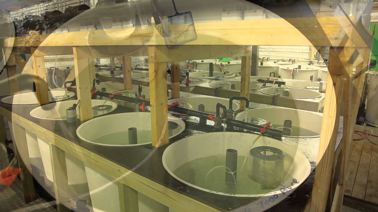 Norsk hummer teaser - YouTube