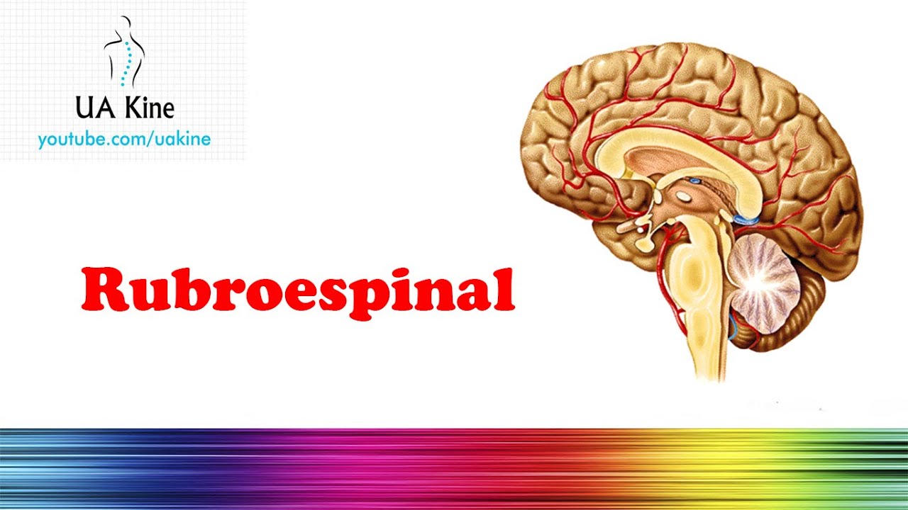Vía Nerviosa: Tracto Rubroespinal - YouTube