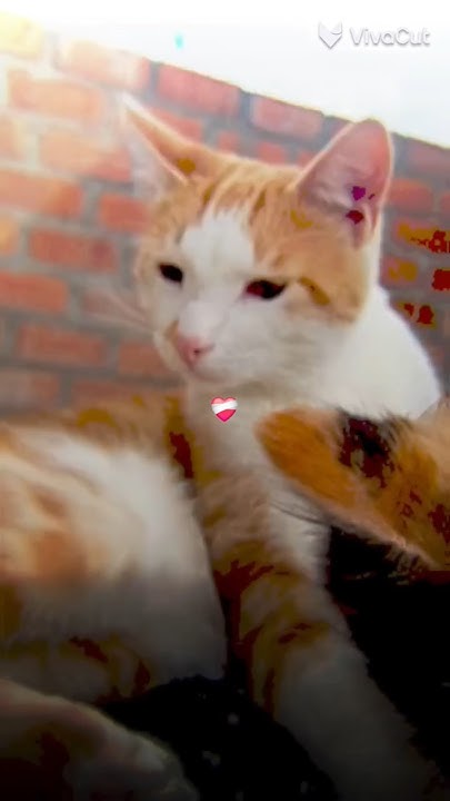 🌟michis - YouTube