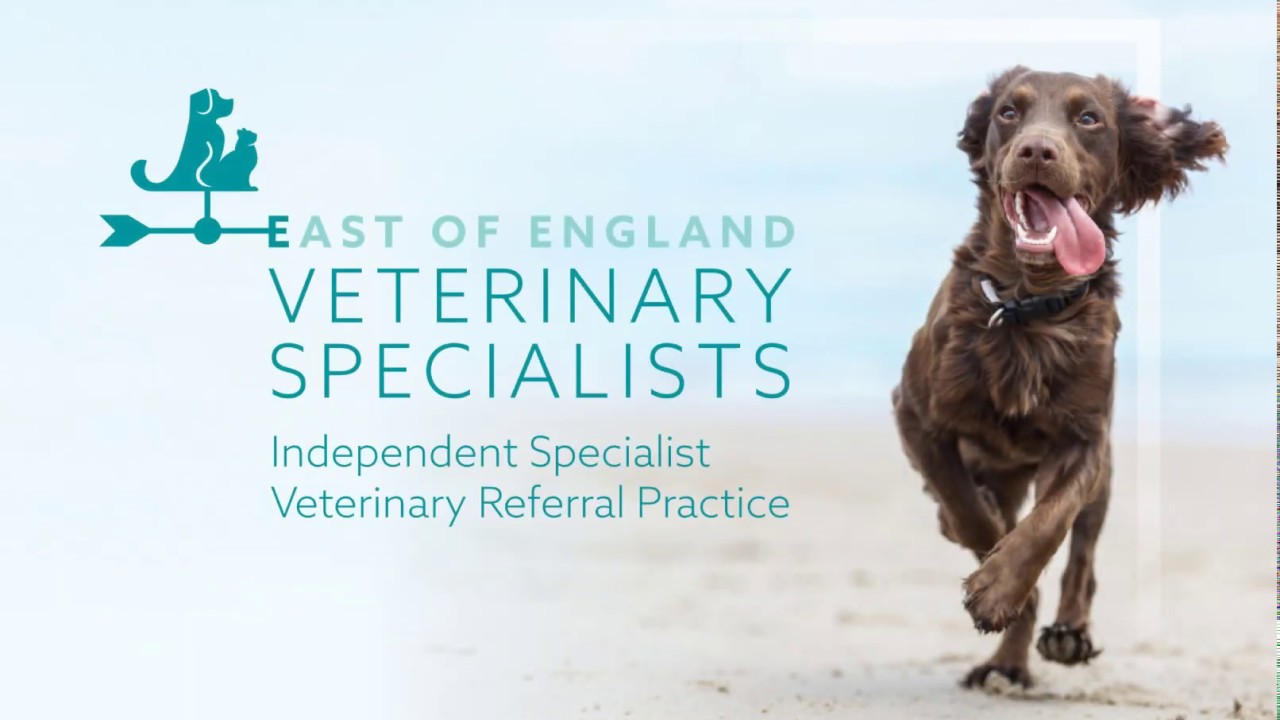 East of England Veterinary Specialists - YouTube