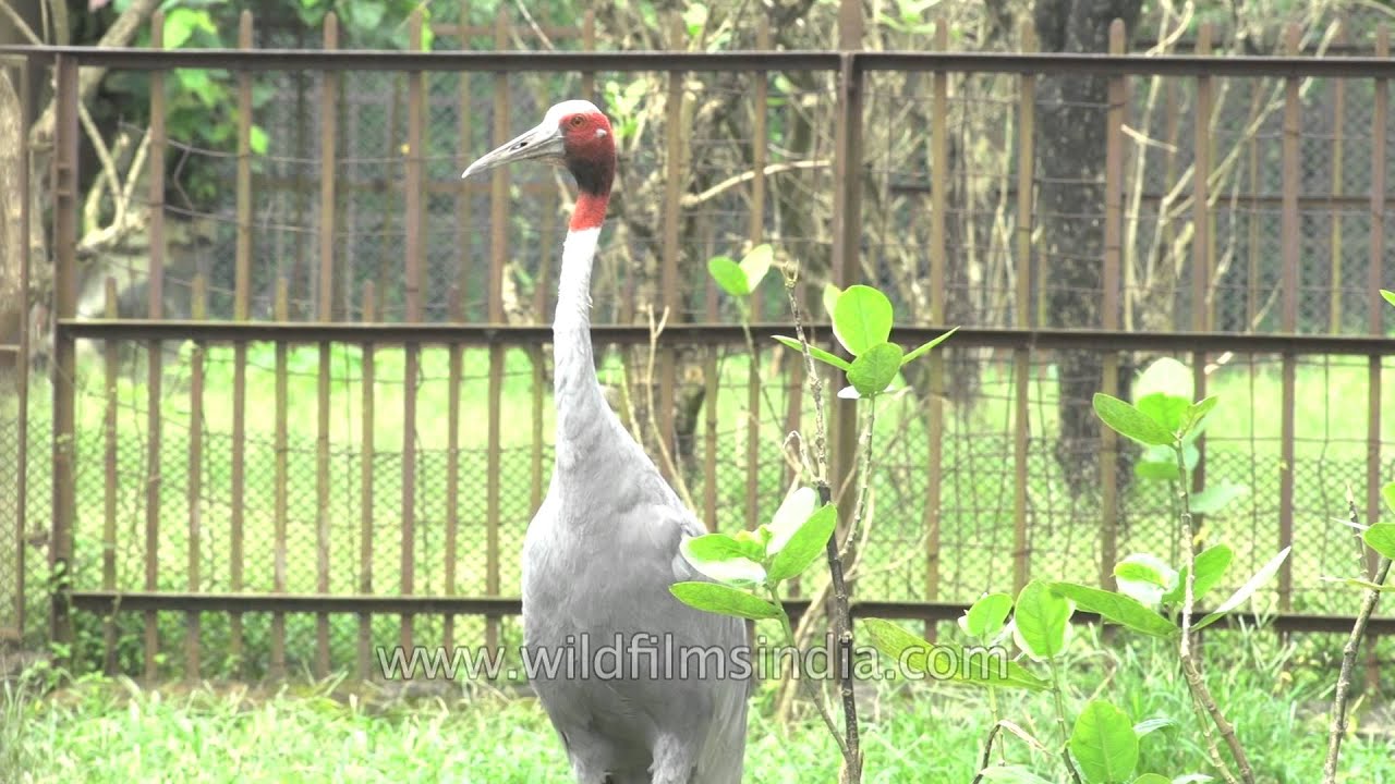 Sarus Crane : sad and captive at Kolkata zoo - YouTube