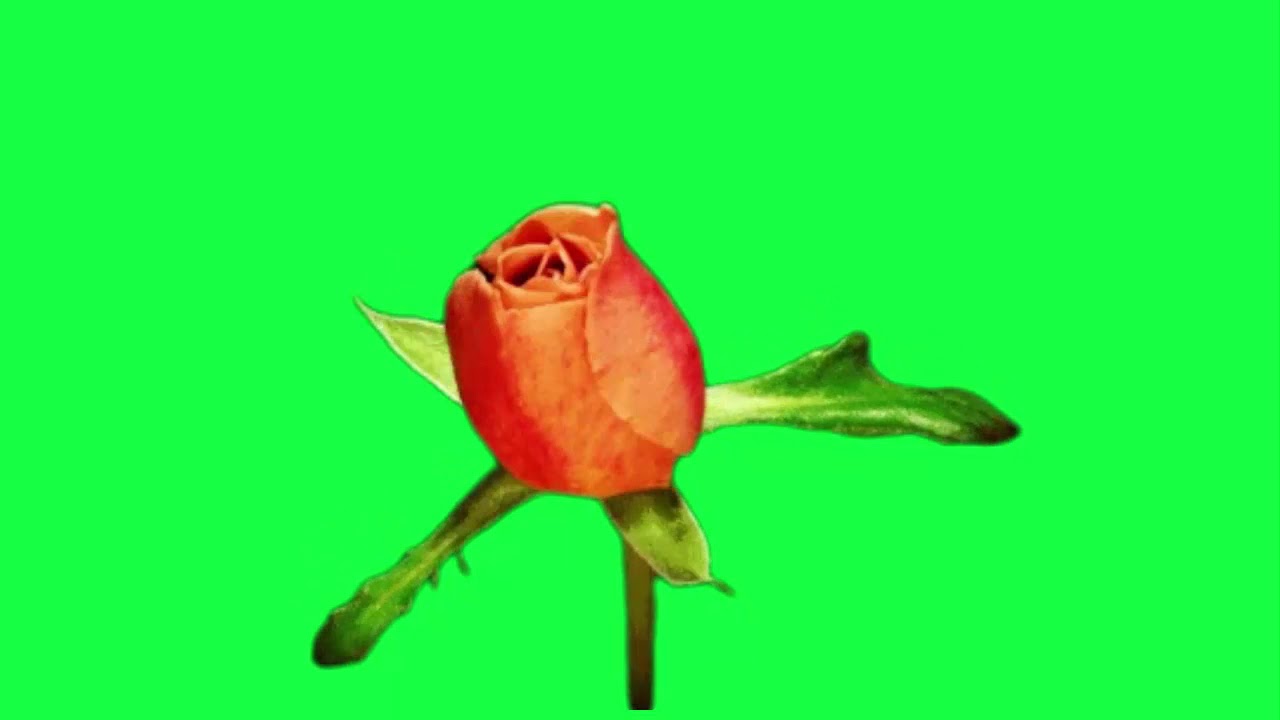 Flower Moving Animation Back ground Video | Flower Moving Green Screen ...