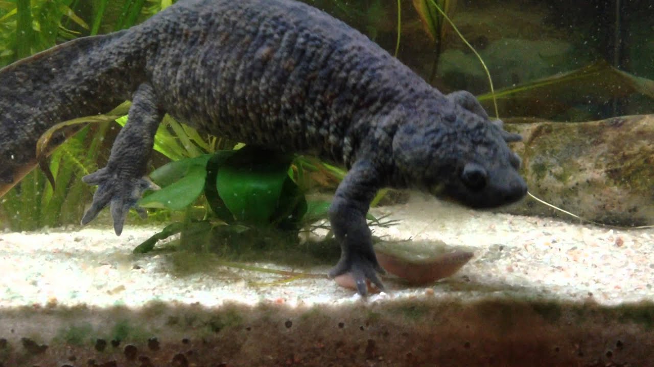 Pleurodeles waltl (Female) hunting a nightcrawler - YouTube