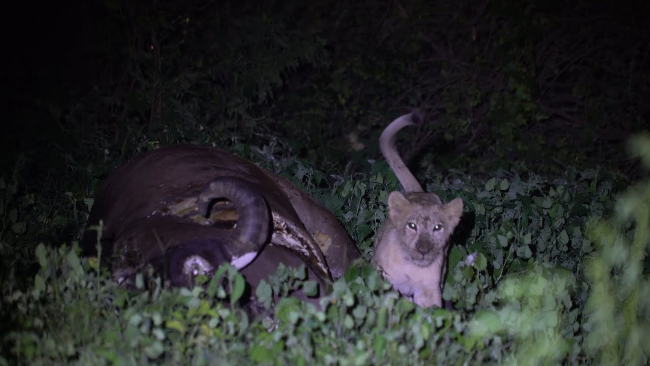 lion cub eating cow middle night funny scene - YouTube