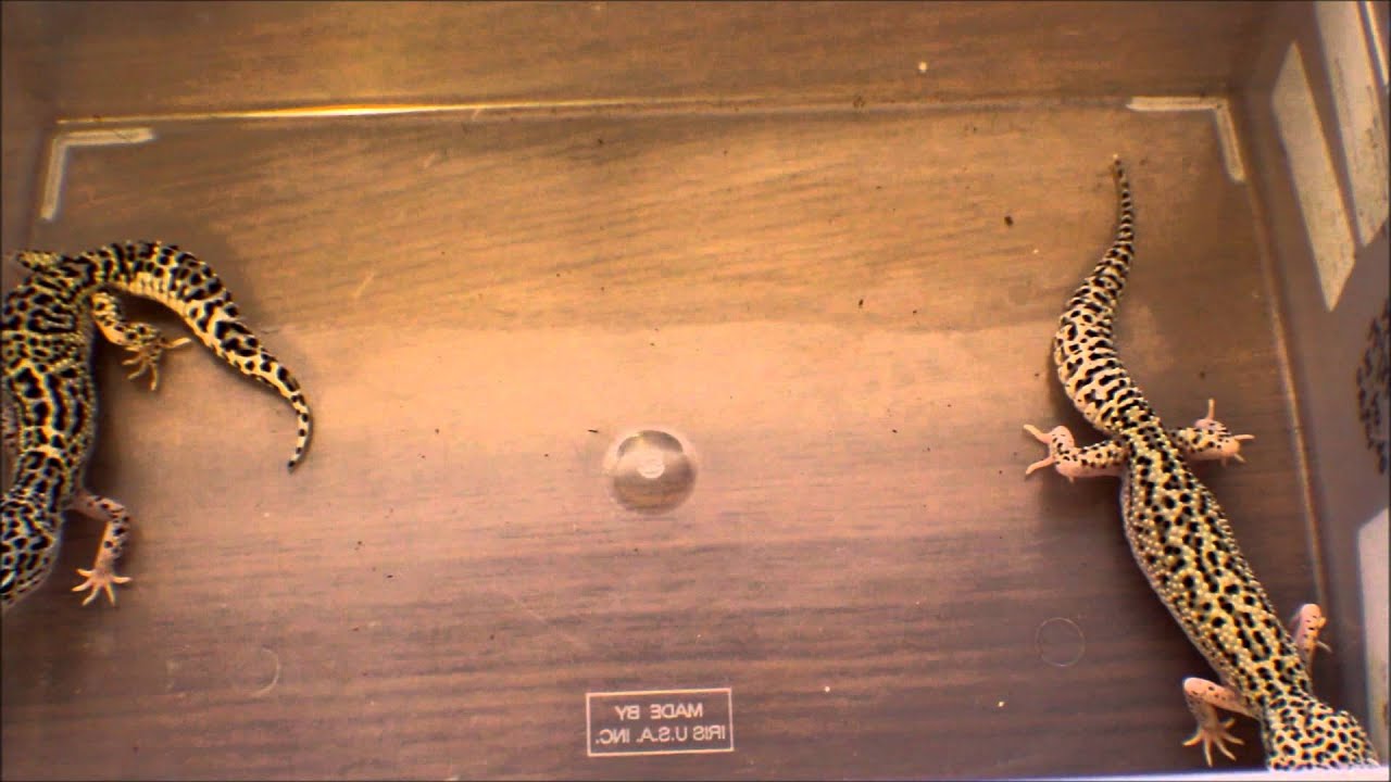 TRANSLUCENT LEOPARD GECKO PROJECT July 6, 2015 - YouTube