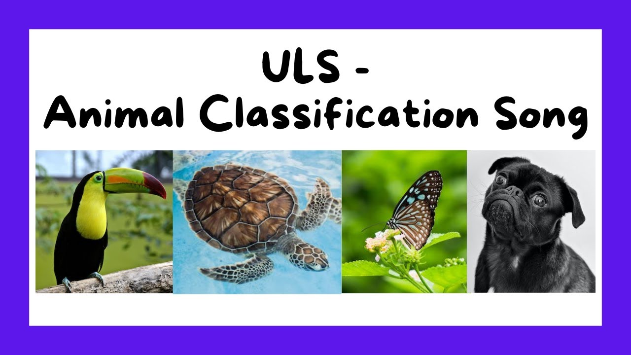 ULS - Animal Classification Song - YouTube