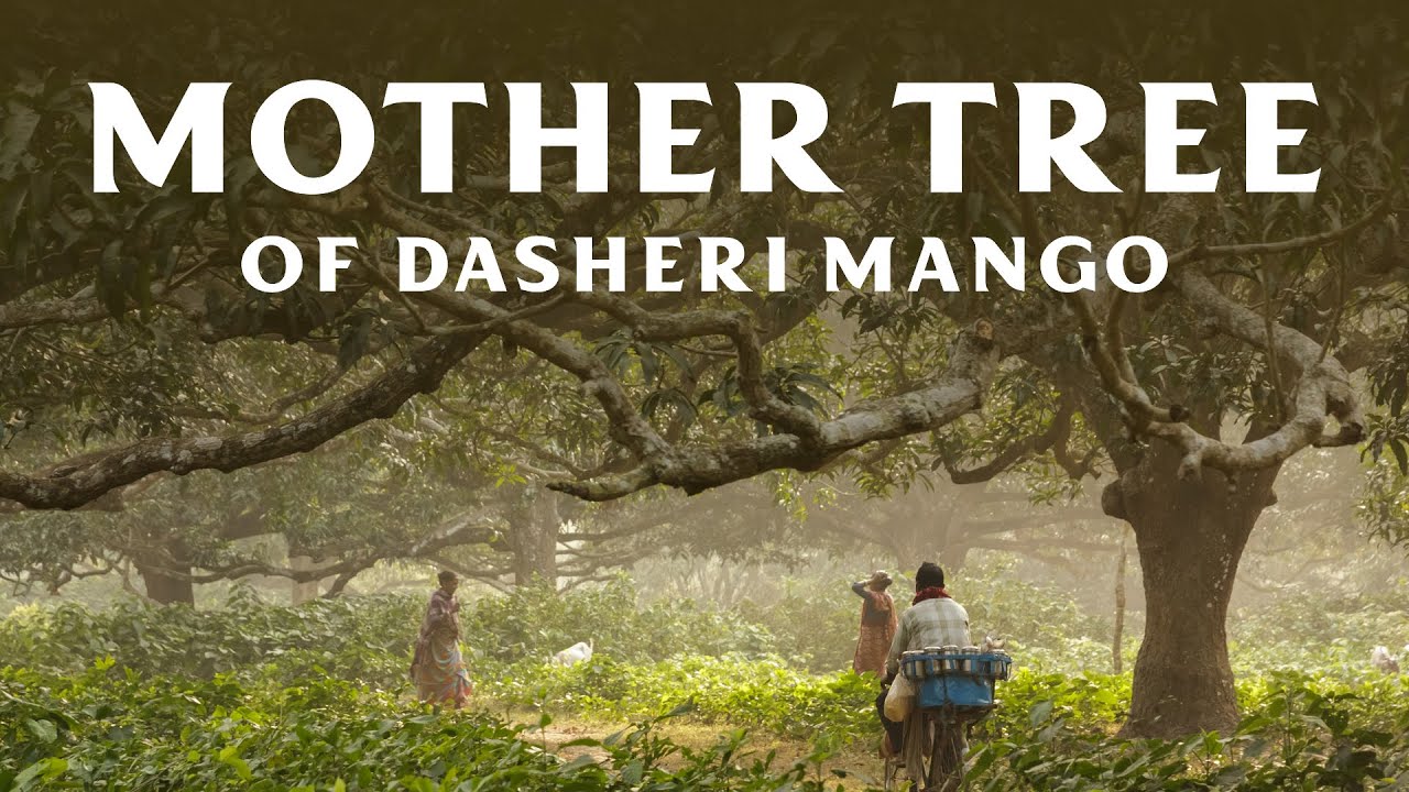 The Story of Dasheri Mango Mother Tree - YouTube