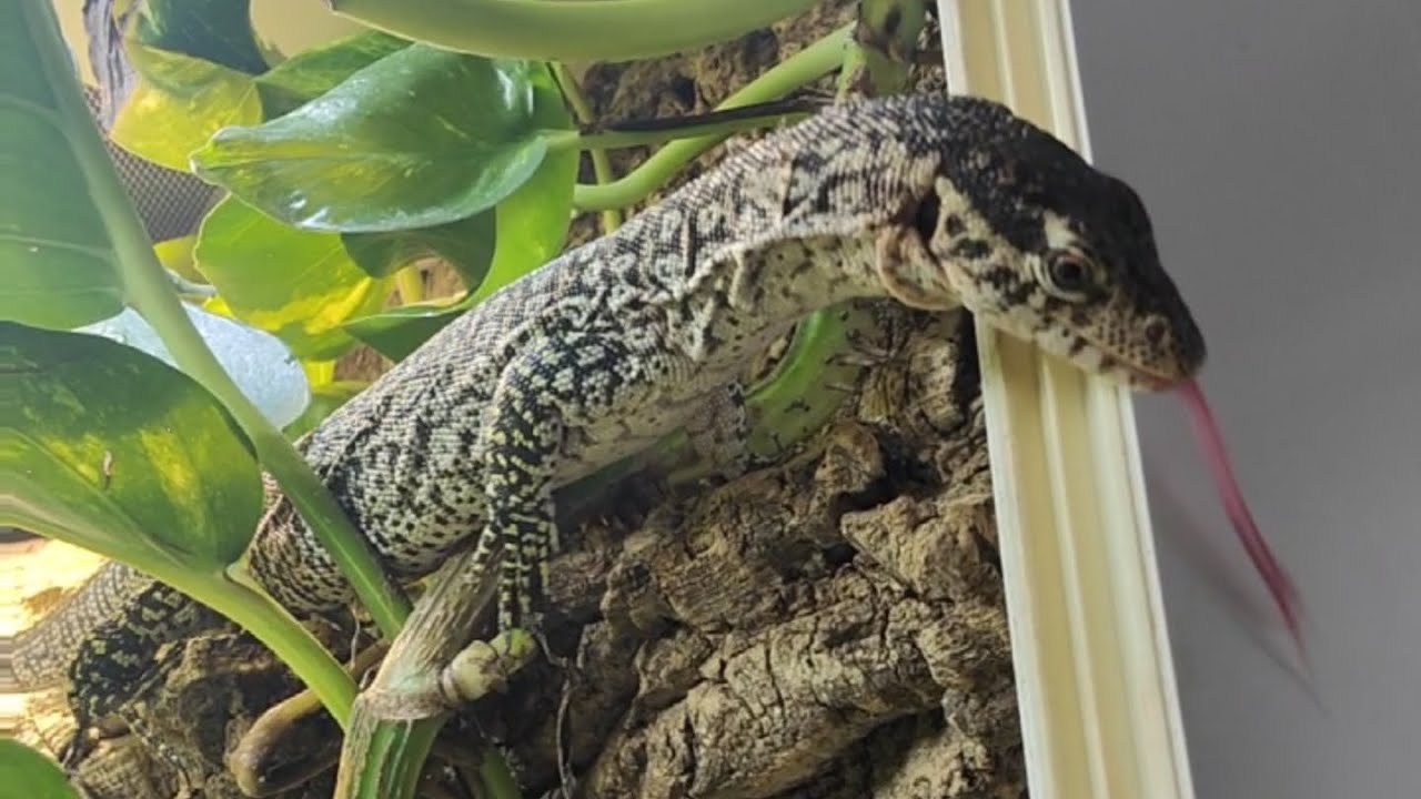 Final Peacock Monitor Playtime! Pt1. 4k - YouTube