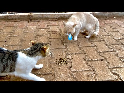 Stray cats FIGHTING over food😹😹(orange cat was being an orange cat)|4K ...